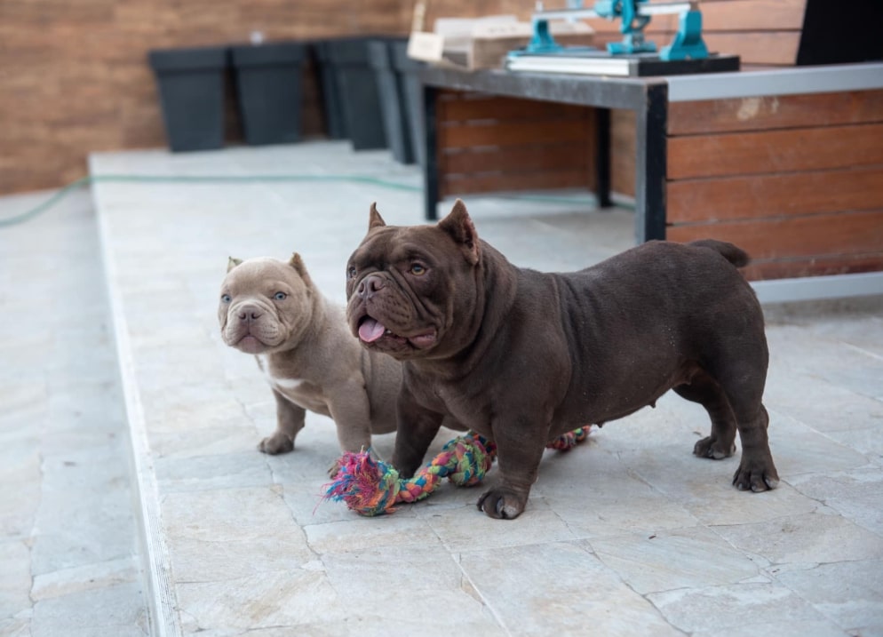 Fully Chocolate Exotic Micro Bullies by Bully Lab Kennel